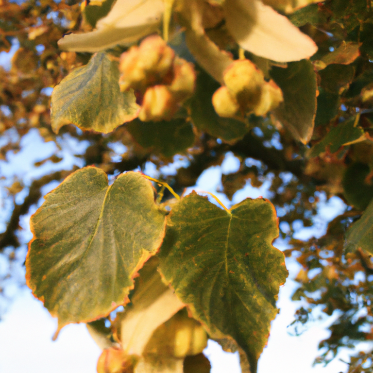 Lær at dyrke lindetræer og høst deres lækre lindefrugter - Vi Med Hus